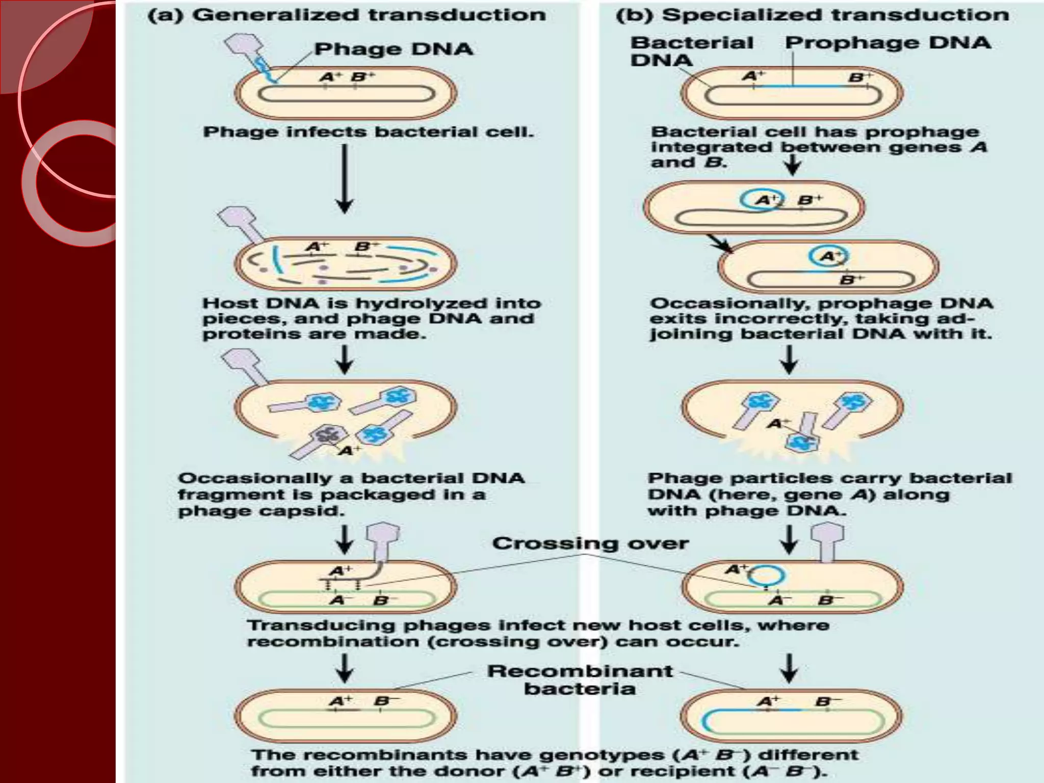 Strain development techniques of industrially important microorganisms ...