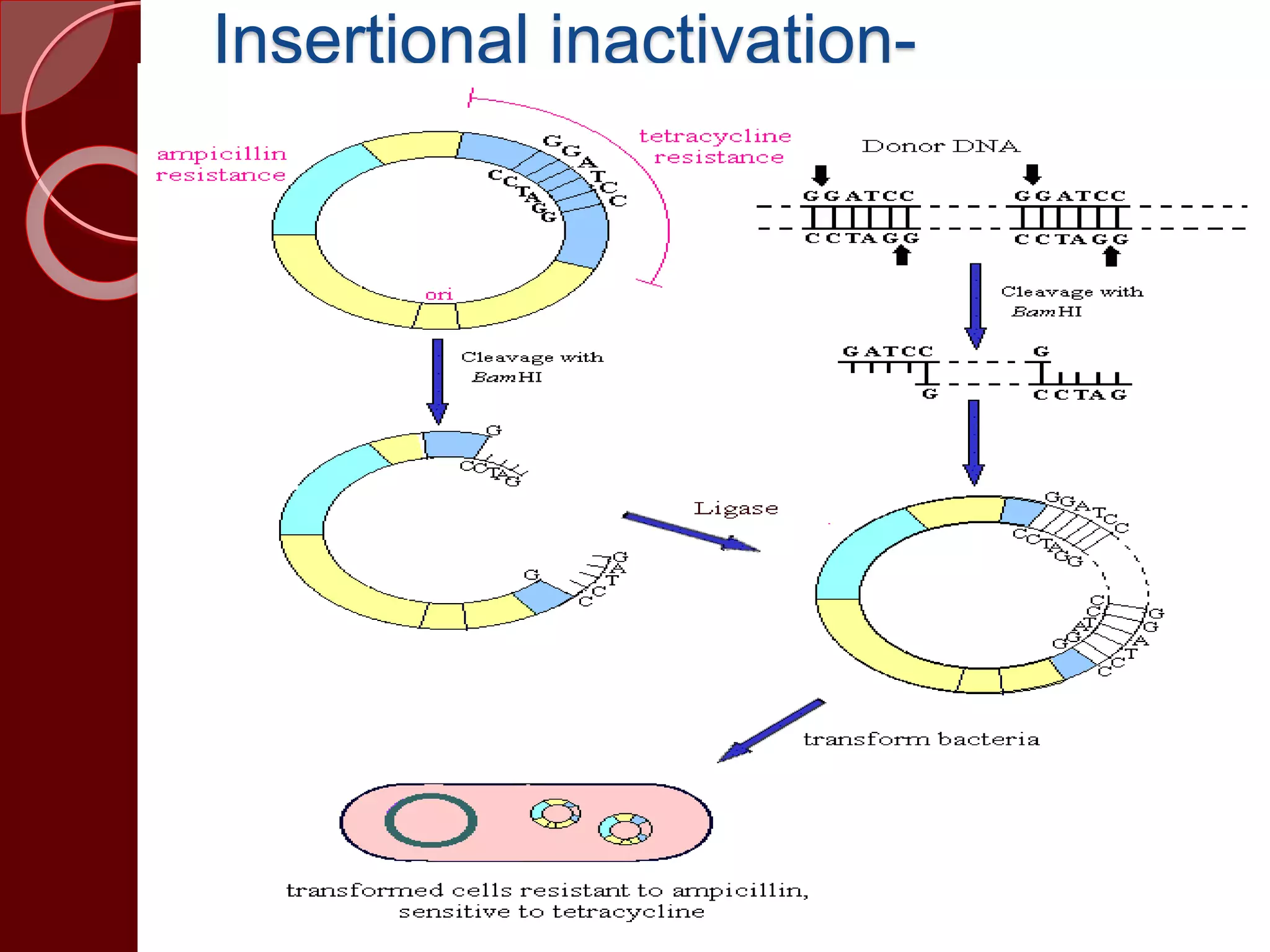 Strain development techniques of industrially important microorganisms ...