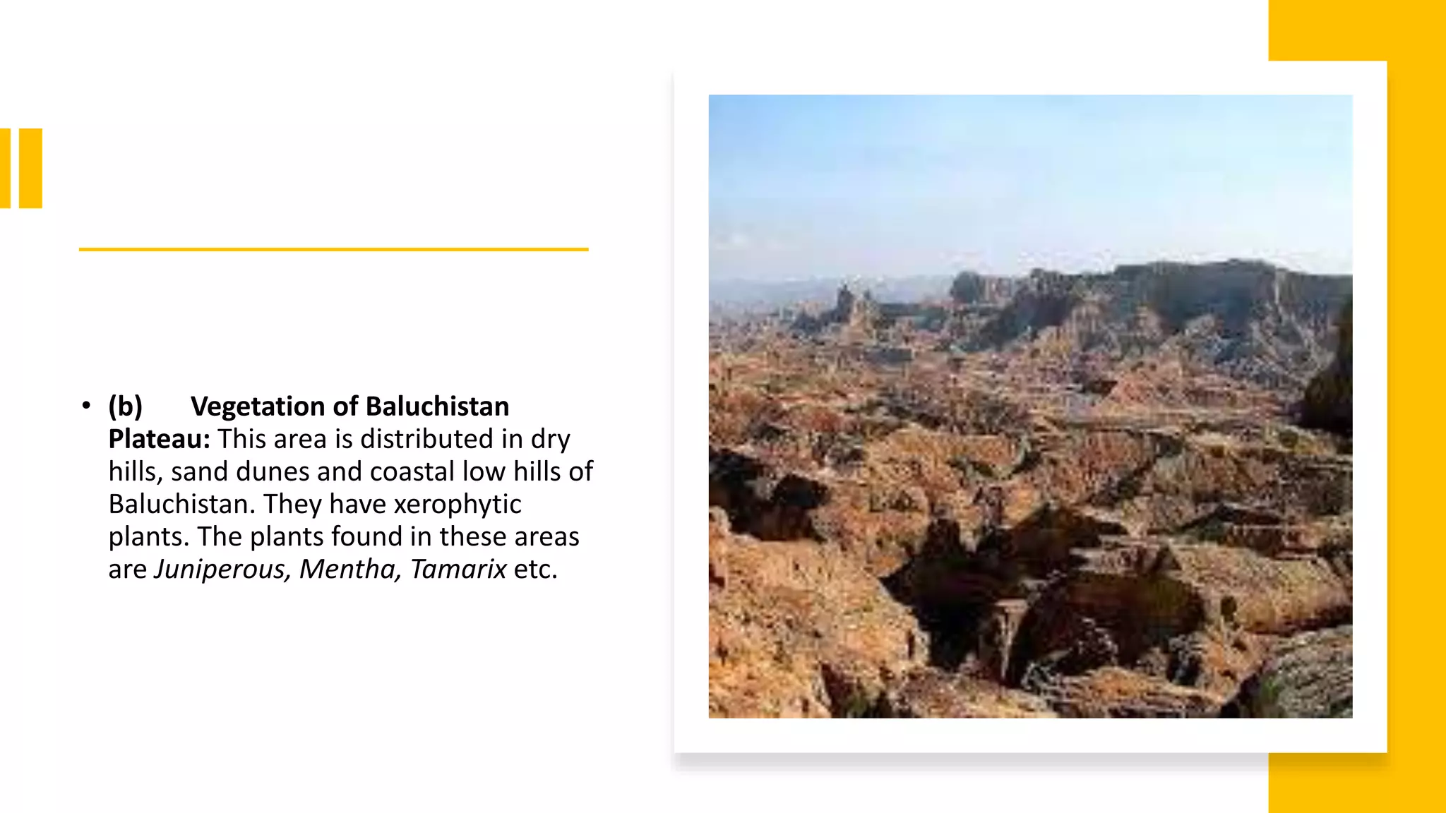 Local Vegetation in Pakistan | PPTX