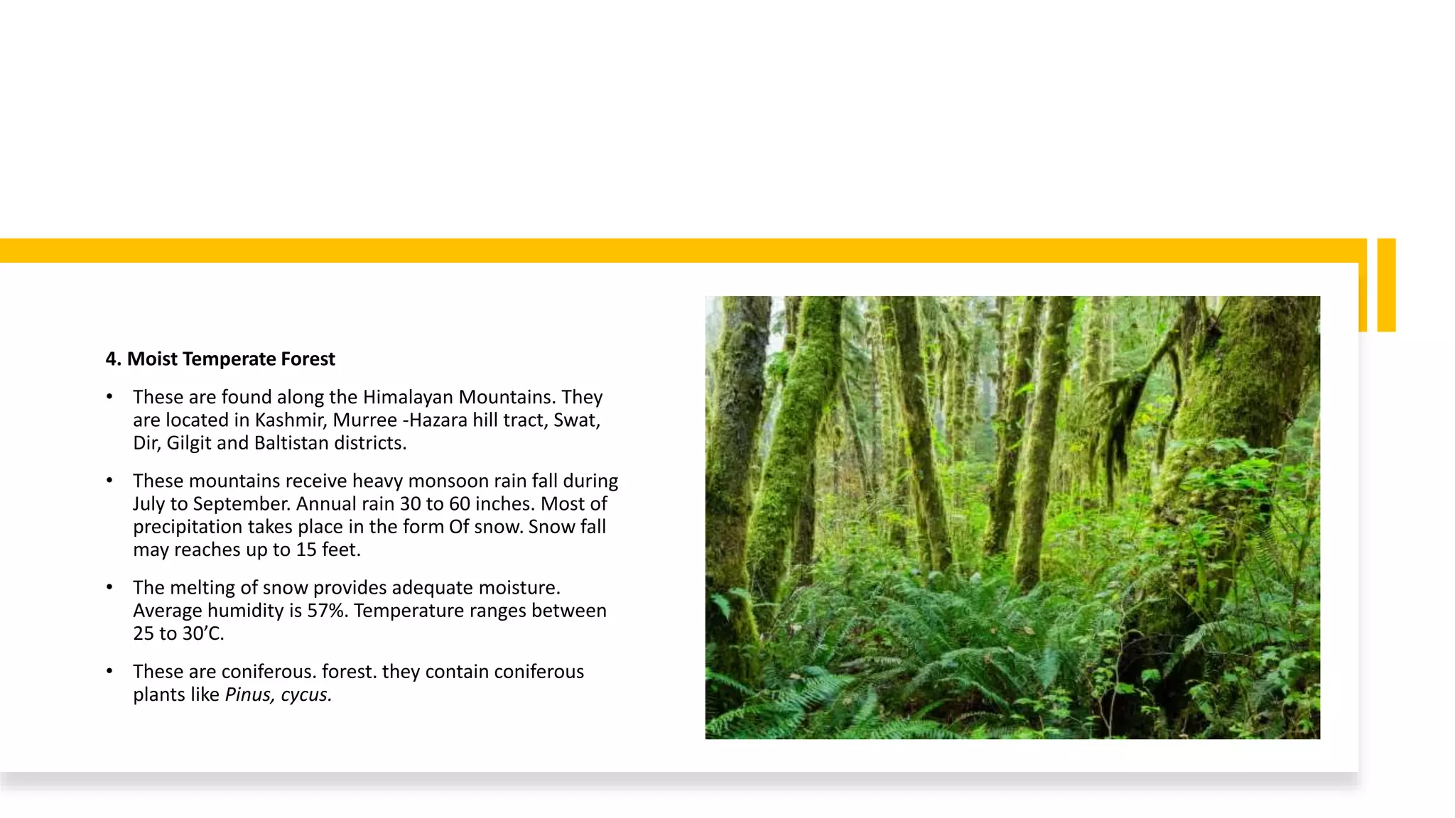 Local Vegetation in Pakistan | PPTX