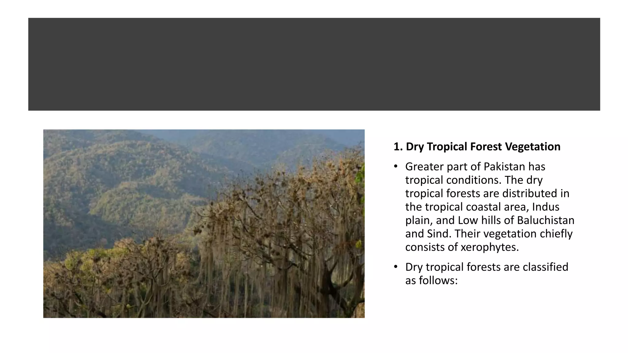 Local Vegetation in Pakistan | PPTX