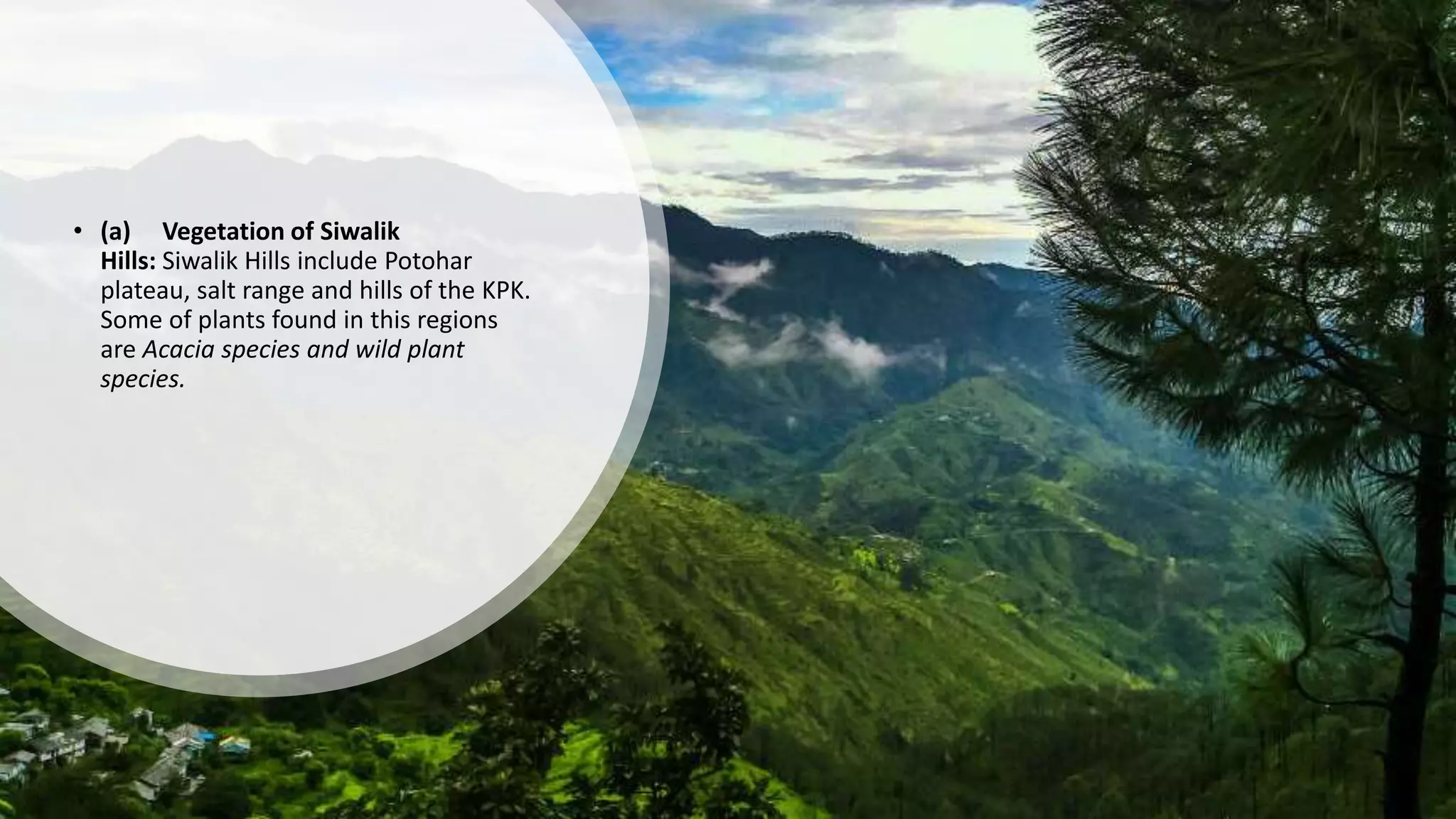 Local Vegetation in Pakistan | PPTX