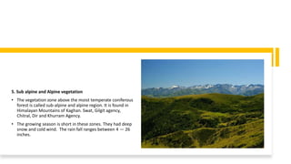 Local Vegetation in Pakistan | PPTX
