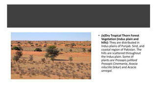 Local Vegetation in Pakistan | PPTX