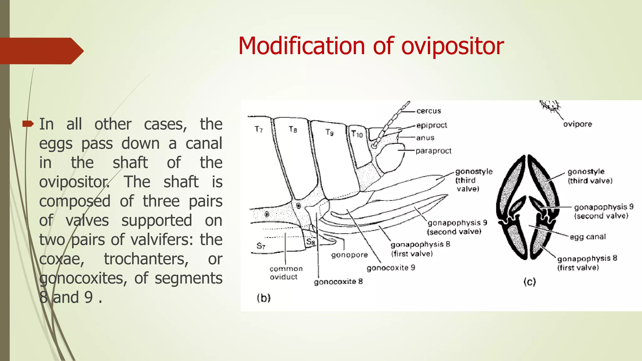 The insect abdomen | PPTX