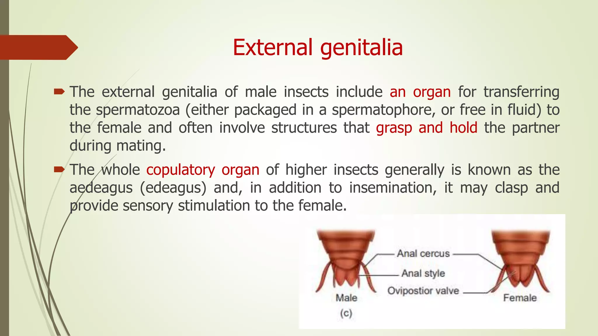 The insect abdomen | PPTX
