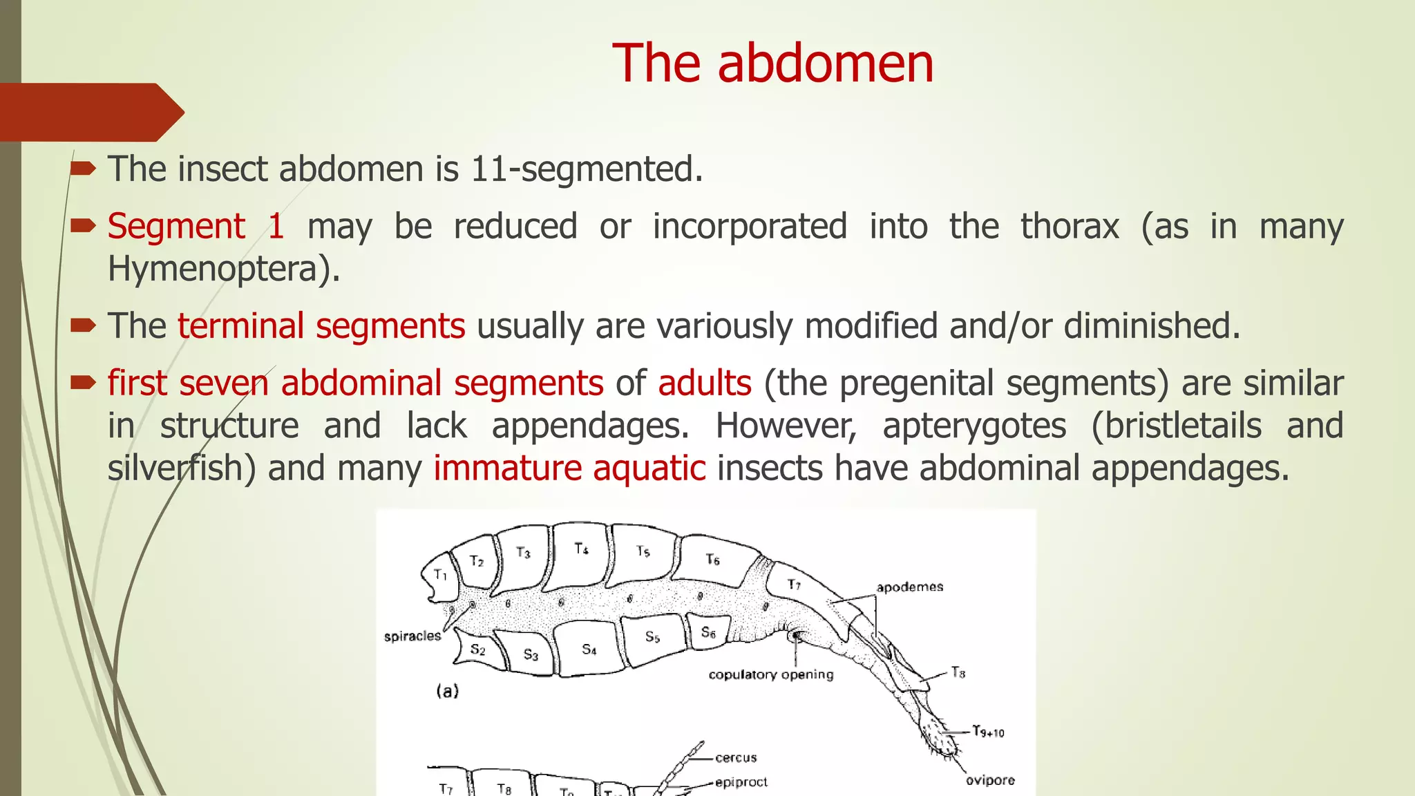 The insect abdomen | PPTX