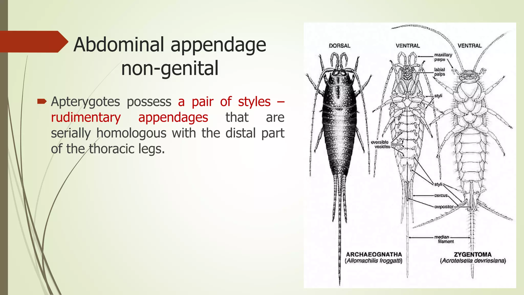 The insect abdomen | PPTX