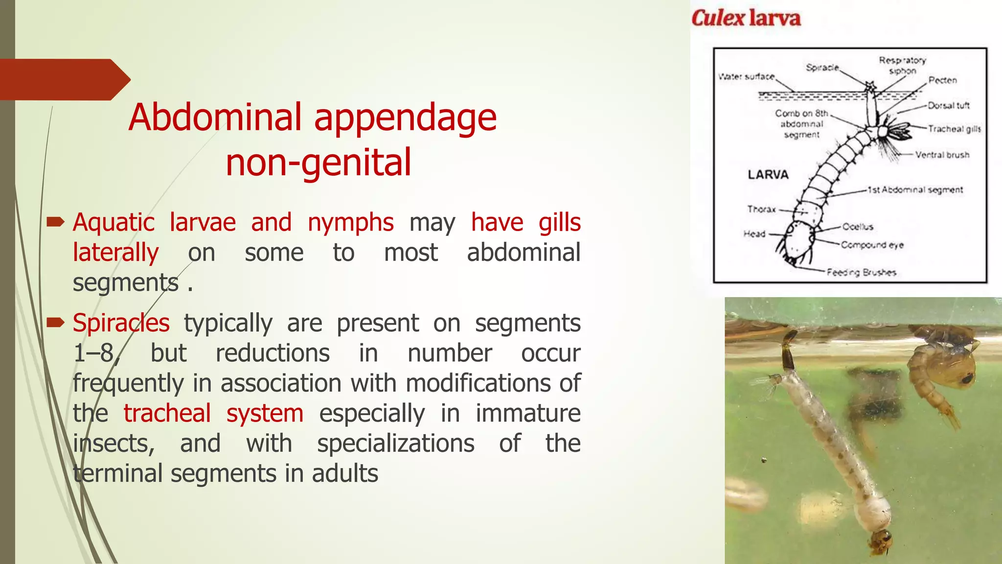 The insect abdomen | PPTX