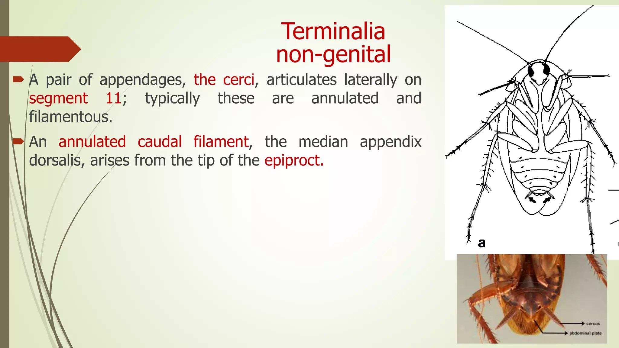 The insect abdomen | PPTX