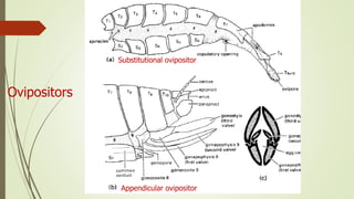 The insect abdomen | PPTX