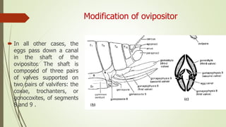 The insect abdomen | PPTX