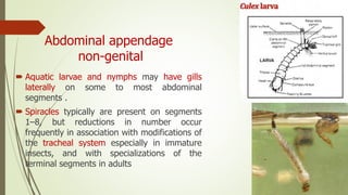The insect abdomen | PPTX