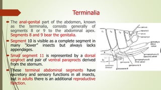 The insect abdomen | PPTX