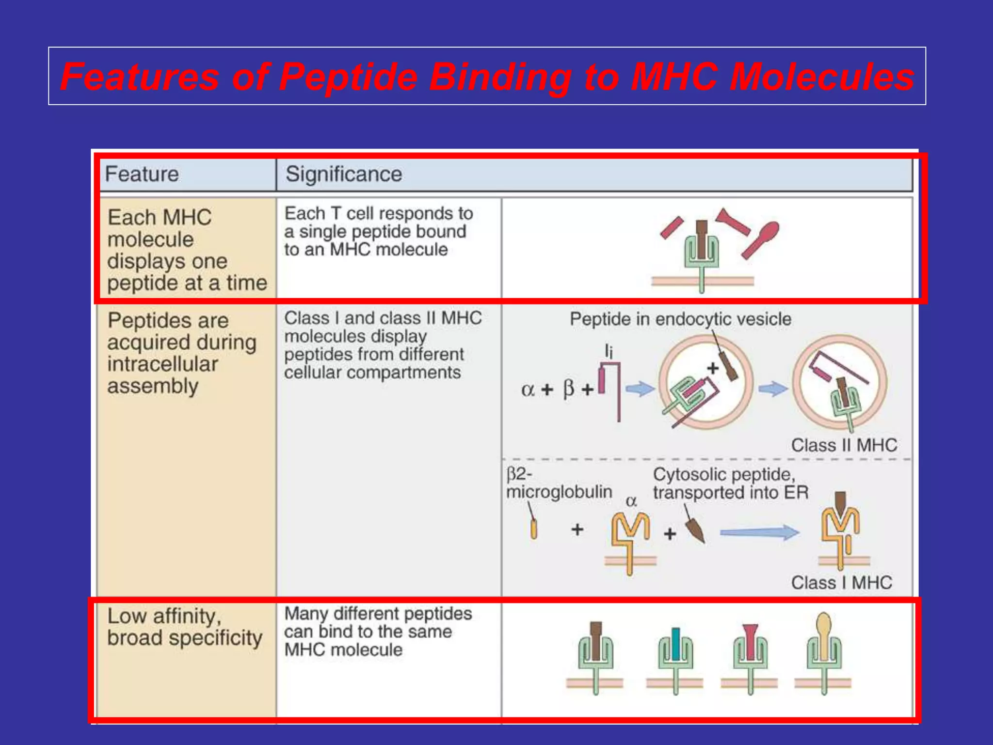 Antigen Recognition | PPT