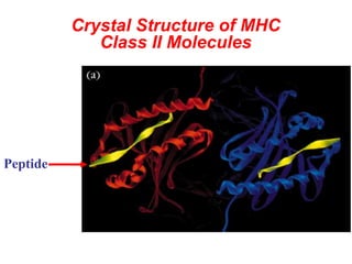 Antigen Recognition | PPT