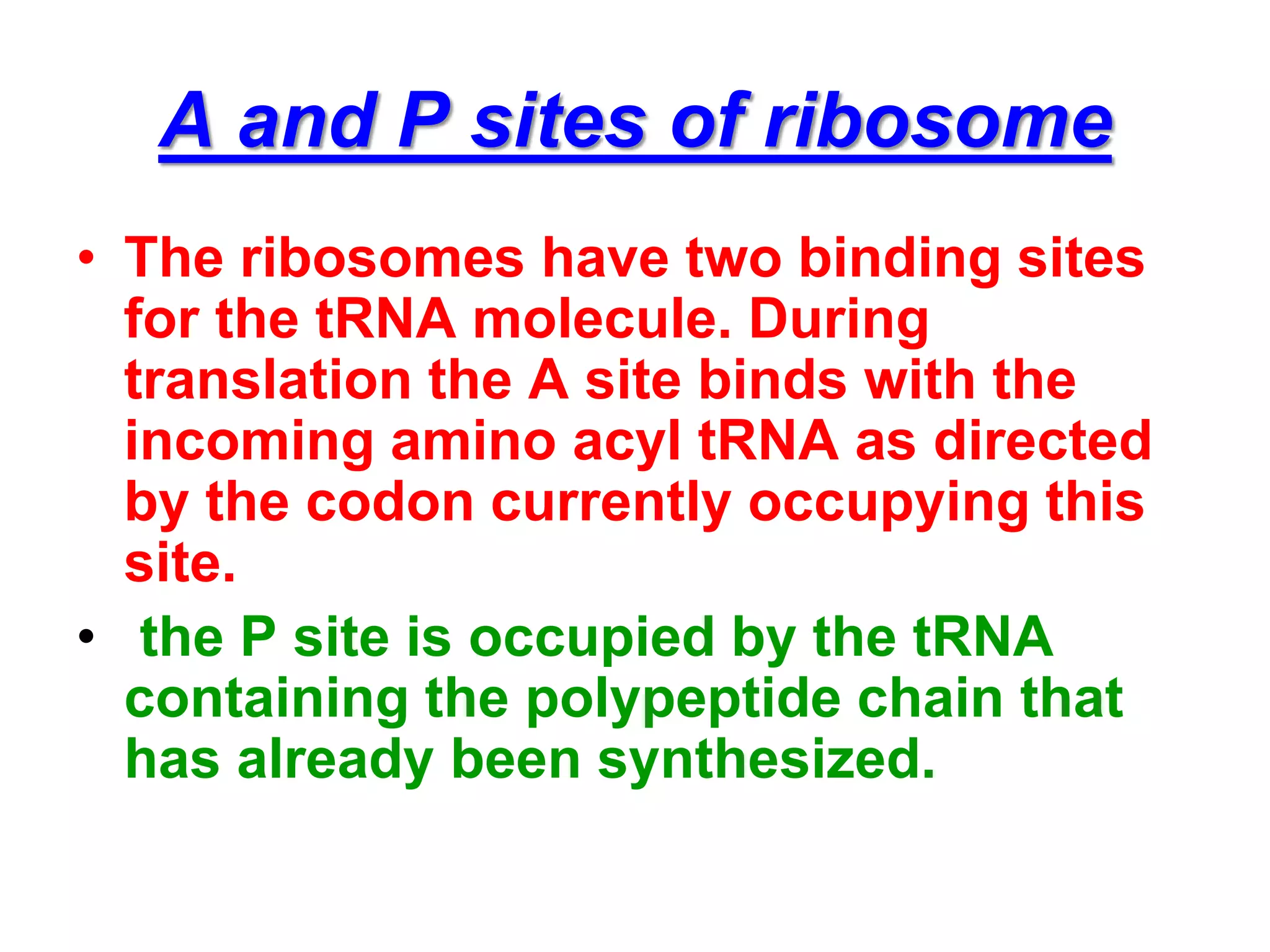 Lecture 6. Protein synthesis.ppt