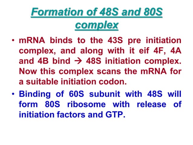 Lecture 6. Protein synthesis.ppt | Programming Languages | Computing