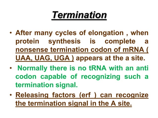 Lecture 6. Protein synthesis.ppt | Programming Languages | Computing