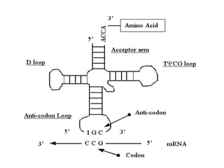Lecture 6. Protein synthesis.ppt