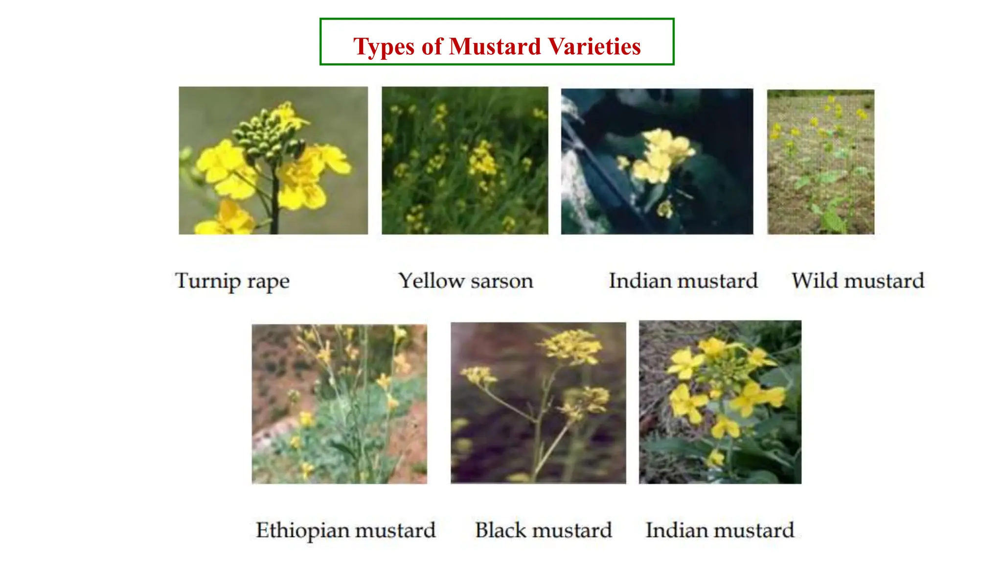 Lecture 6. Rapeseed and Mustard related topics | PPT