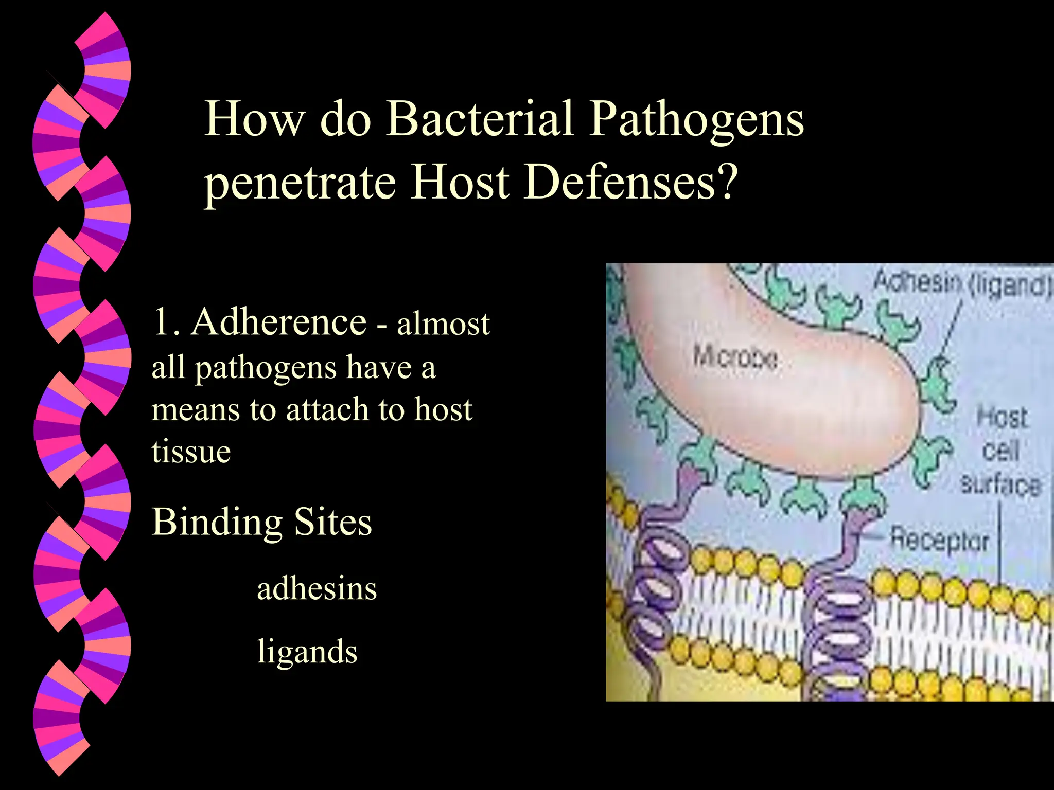 Lecture 6- Bacteria- Pathathogenesis.ppt