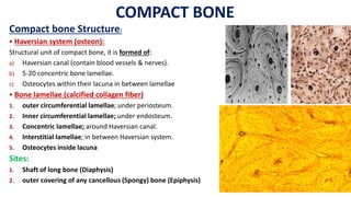 lecture hgthjhyhhy6uuuyuijuu6 - bone.pdf