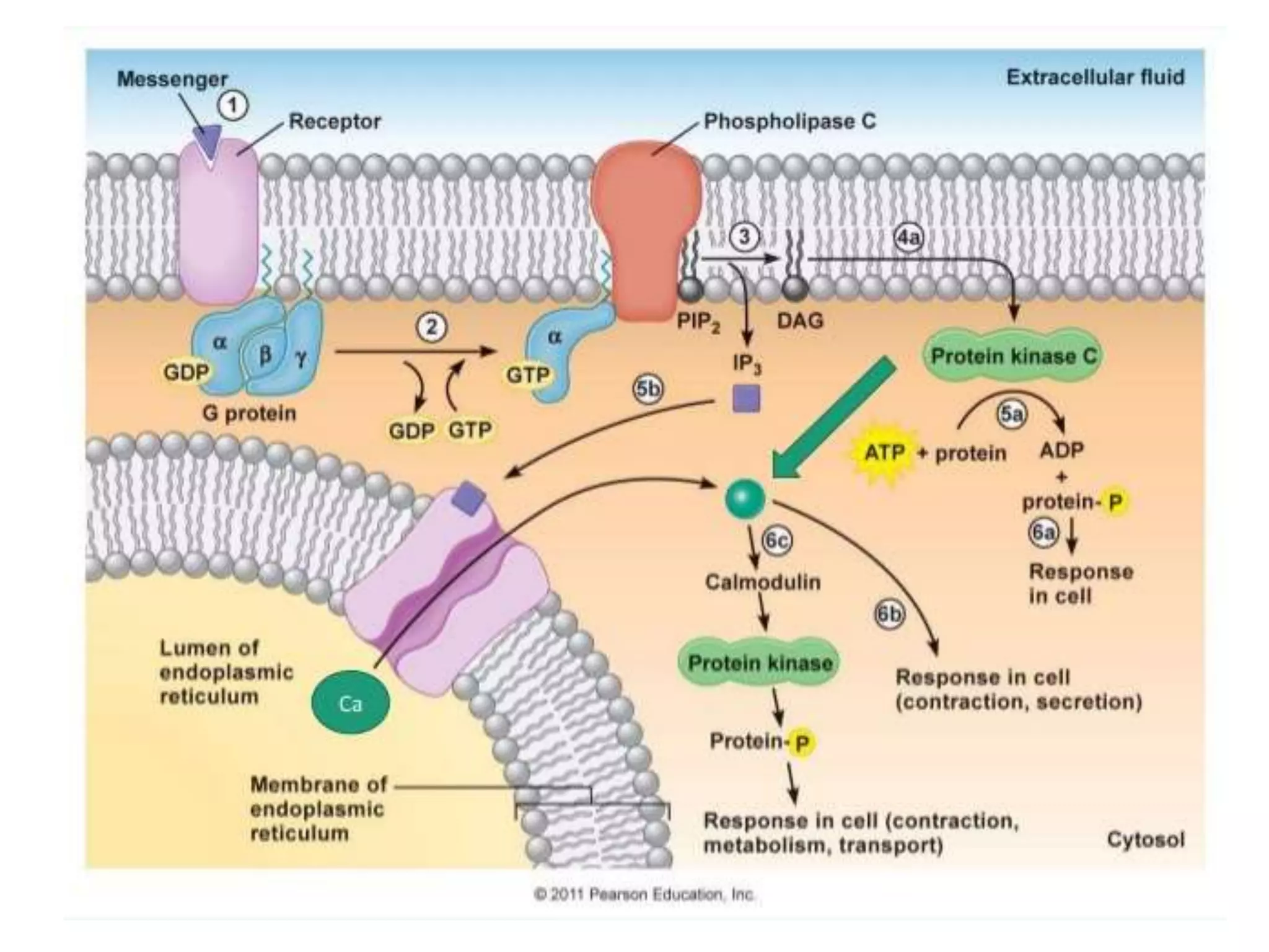 Cell Receptors & Signal Tranduction.pptx