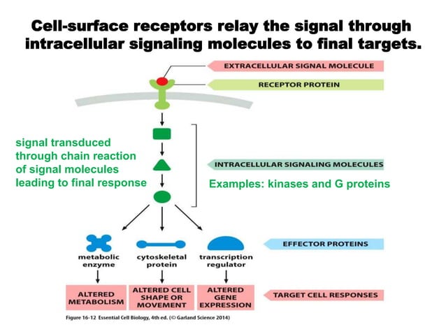 Cell Receptors & Signal Tranduction.pptx