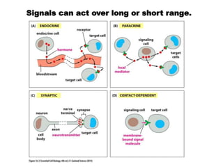 Cell Receptors & Signal Tranduction.pptx