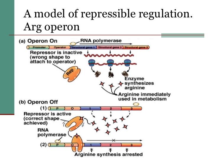 Bohomolets Microbiology Lecture #6