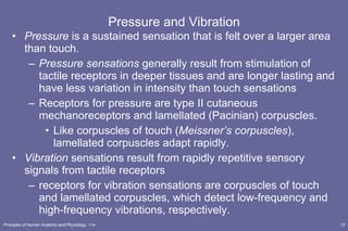 Lecture 6 sensory | PPT