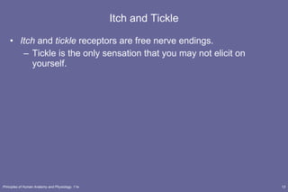 Lecture 6 sensory | PPT