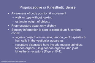 Lecture 6 sensory | PPT