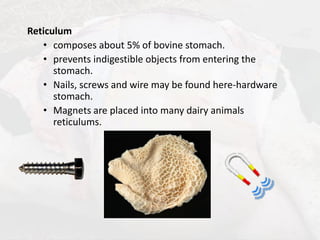 Lecture 6 (1 Hr) - Ruminant VS Non Ruminant GIT (1).pdf