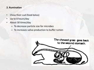 Lecture 6 (1 Hr) - Ruminant VS Non Ruminant GIT (1).pdf