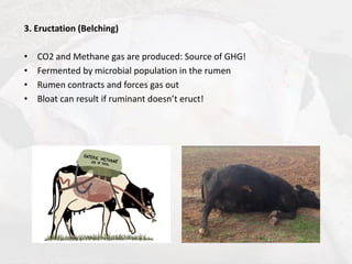 Lecture 6 (1 Hr) - Ruminant VS Non Ruminant GIT (1).pdf