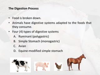 Lecture 6 (1 Hr) - Ruminant VS Non Ruminant GIT (1).pdf