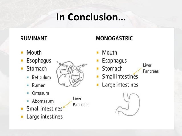 Lecture 6 (1 Hr) - Ruminant VS Non Ruminant GIT (1).pdf