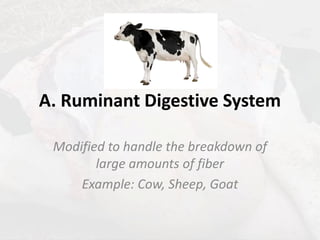 Lecture 6 (1 Hr) - Ruminant VS Non Ruminant GIT (1).pdf