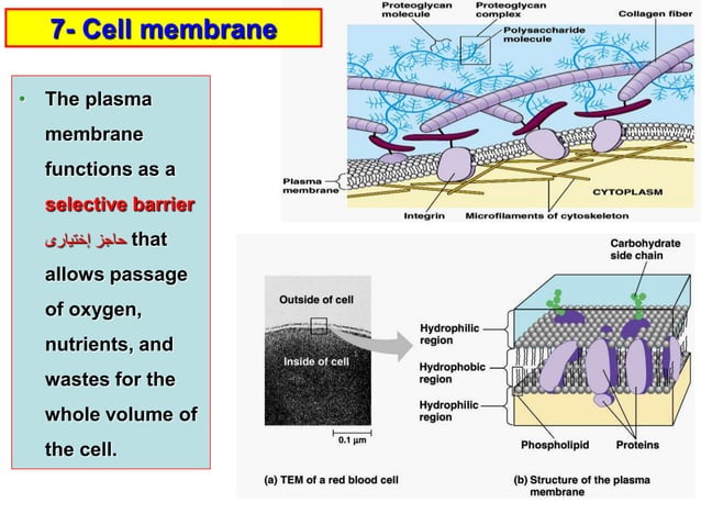 lecture_6_3 cells.ppt