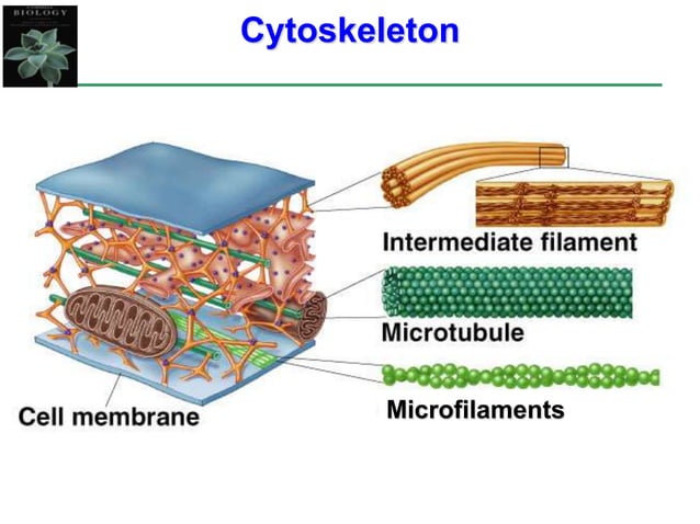 lecture_6_3 cells.ppt
