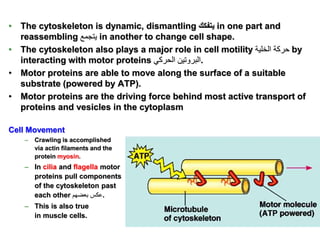 lecture_6_3 cells.ppt