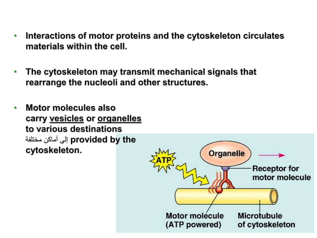 lecture_6_3 cells.ppt