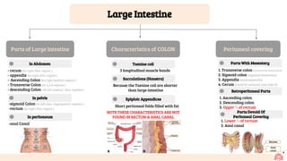 Lecture (6,7) Intestine (1).pdf