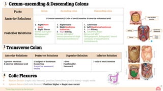 Lecture (6,7) Intestine (1).pdf