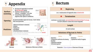 Lecture (6,7) Intestine (1).pdf