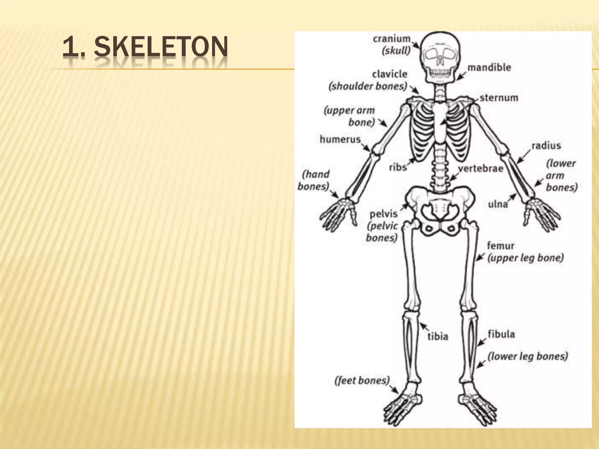 Lecture 6: Skeleton, bones, joints, muscle, heart | PPTX