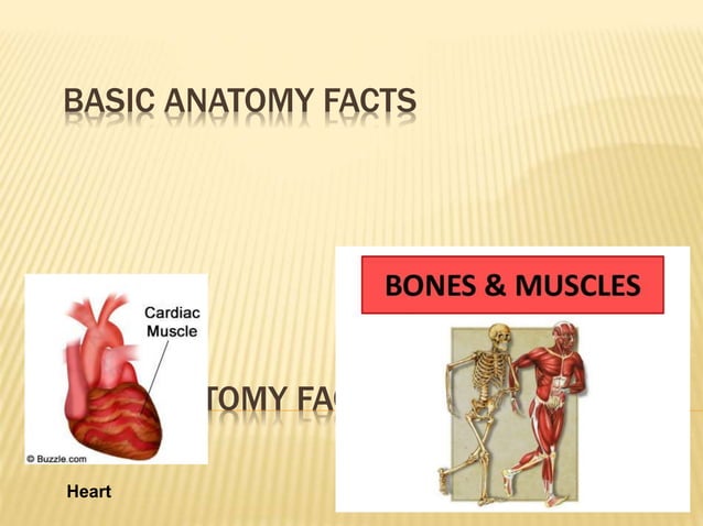 Lecture 6: Skeleton, bones, joints, muscle, heart | PPT