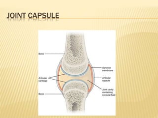 Lecture 6: Skeleton, bones, joints, muscle, heart | PPTX | Death ...